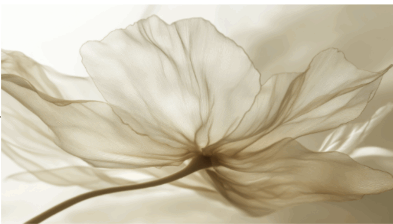 Organza